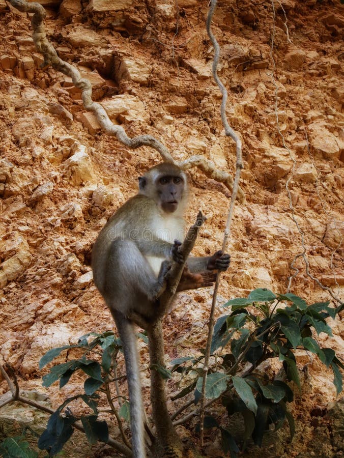 Potrait of Long Tail Monkey Stock Photo - Image of tree, animal: 241945502