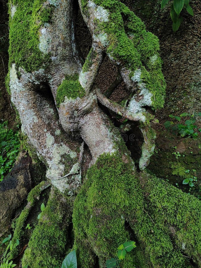Potrait of Mosses Grows on Tree Roots Stock Photo - Image of view ...