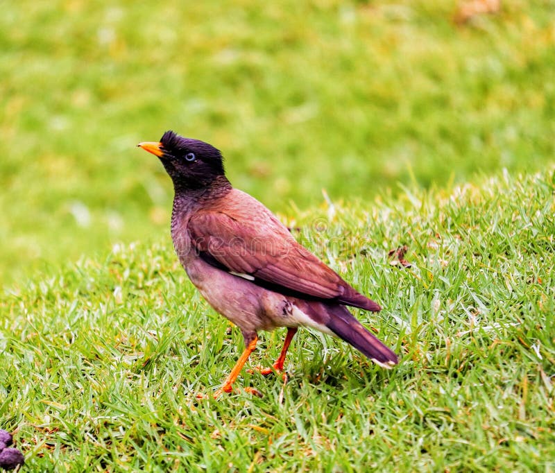 Potrait of mynaa stock photo. Image of potrait, wing - 187397542