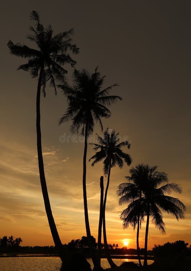 Potrait of Orange Sunset with Coconut Trees Stock Photo - Image of ...