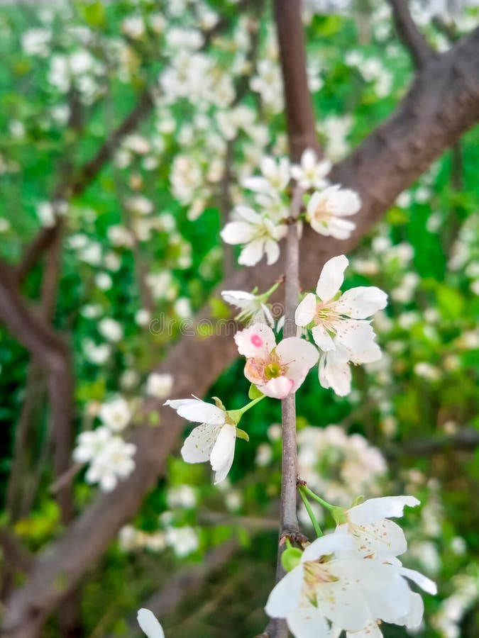 Potrait Picture of a White Flower Stock Photo - Image of potrait, food ...