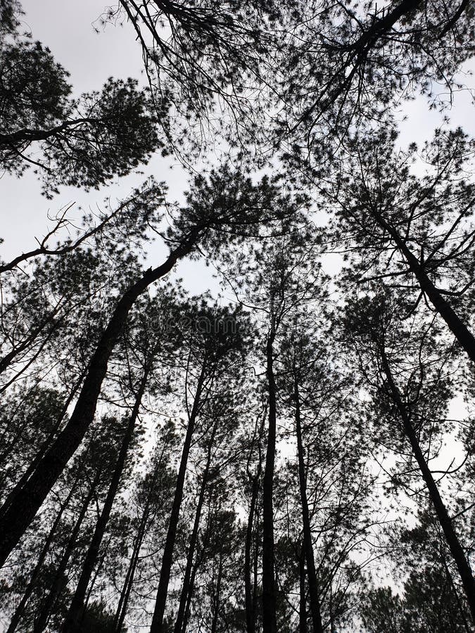 Potrait of Pine Forest from Low Angle Stock Image - Image of plant ...