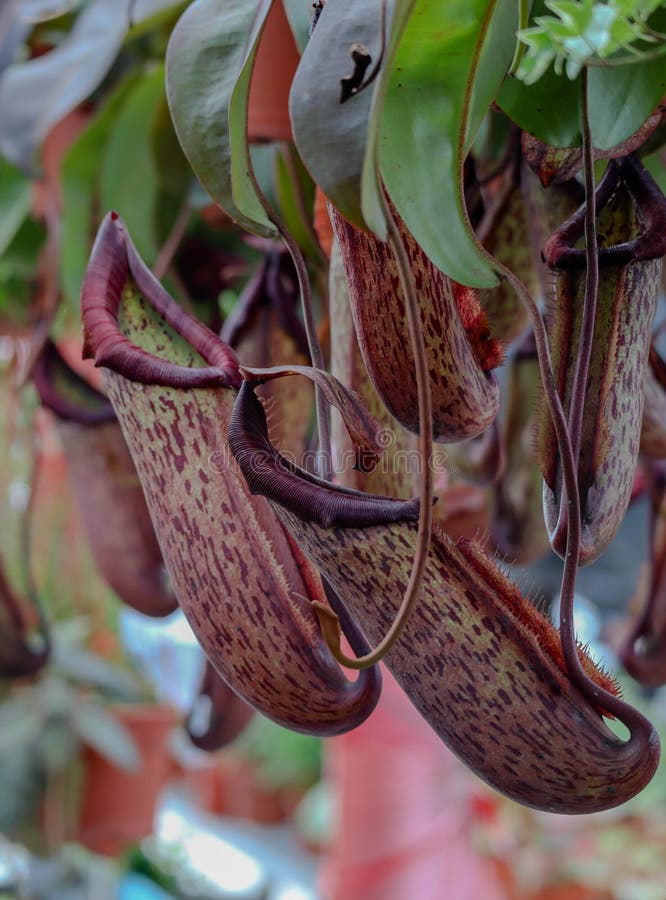 A Tropical Pitcher Plant and Monkey Cup Stock Image - Image of nature ...
