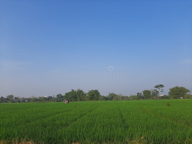 Potrait of rice field stock photo. Image of meadow, plain - 223517904
