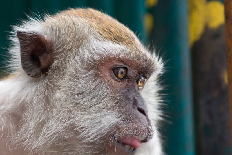 Potrait Shot of Macaque Monkey Stock Photo - Image of banana, potrait ...
