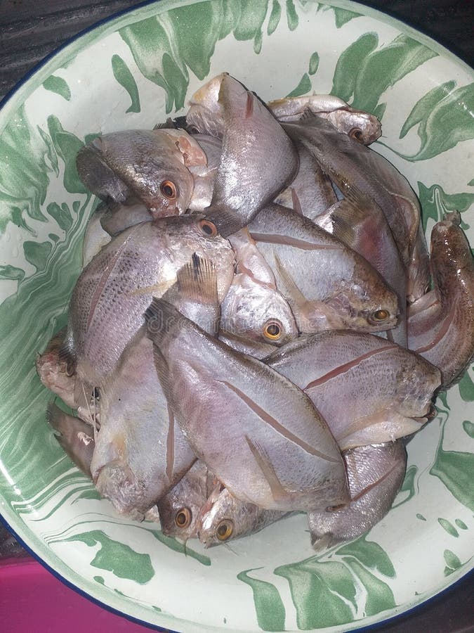 The potrait small fish stock photo. Image of small, fish - 331187596