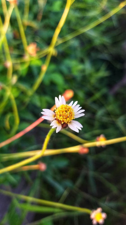 Potrait of a Small River and Its Reflection Stock Image - Image of ...