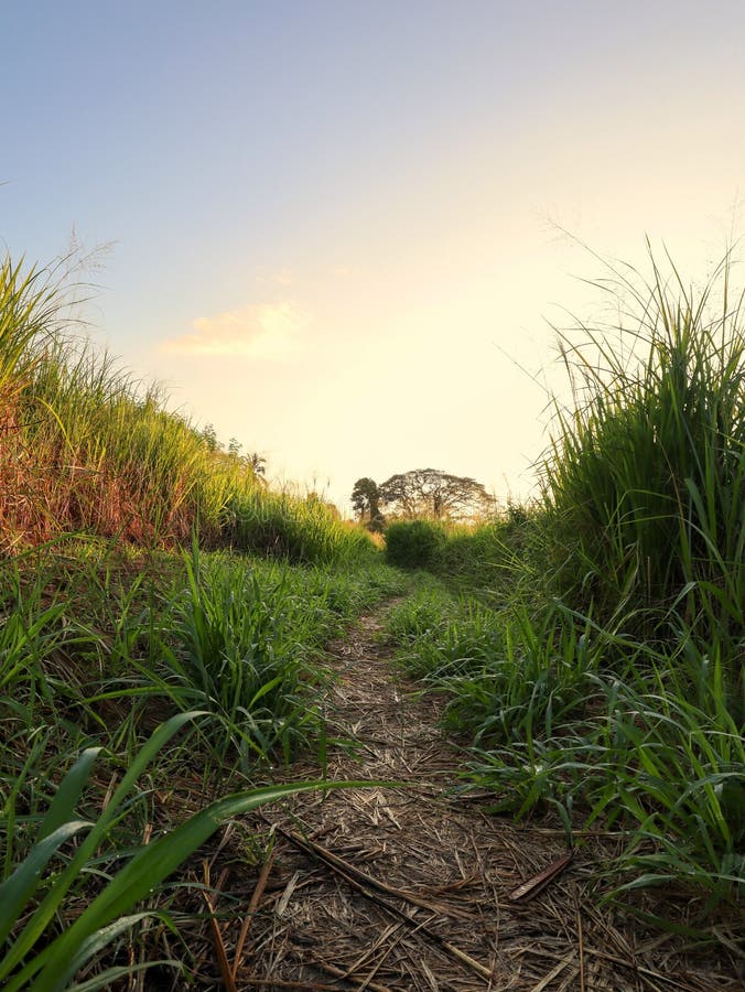 Small Walking Path at the Countryside Stock Photo - Image of leaf ...