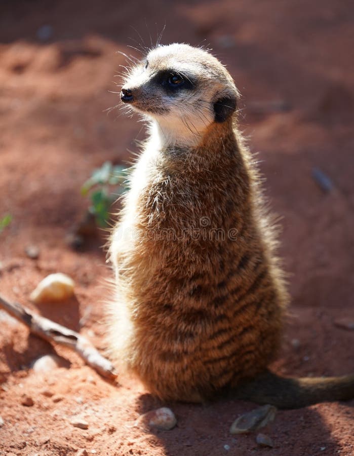 Potrait of surikata stock photo. Image of looking, potrait - 120383700