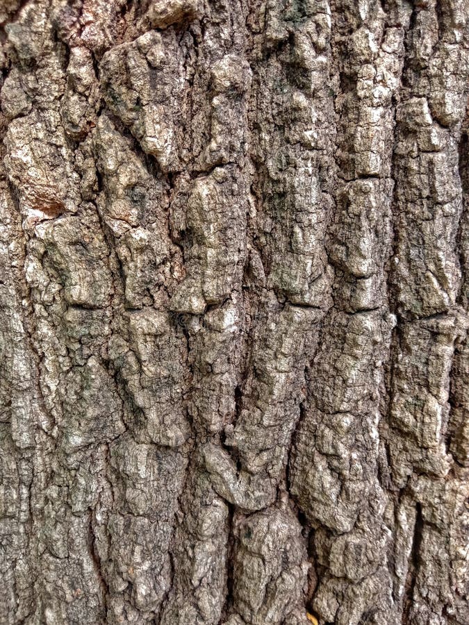 410 Tamarind Tree Trunk Stock Photos - Free & Royalty-Free Stock Photos ...