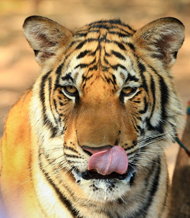 Tiger Being Fed Meat From A Stick Stock Image - Image of predators ...