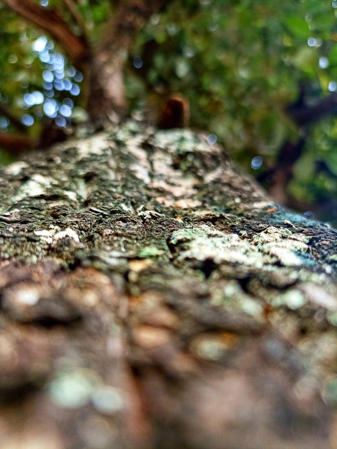 Potrait of a Tree Branches and Green Leaf Stock Photo - Image of garden ...