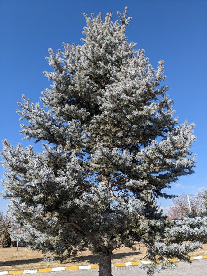Potrait of a Tree Branches and Green Leaf Stock Photo - Image of garden ...