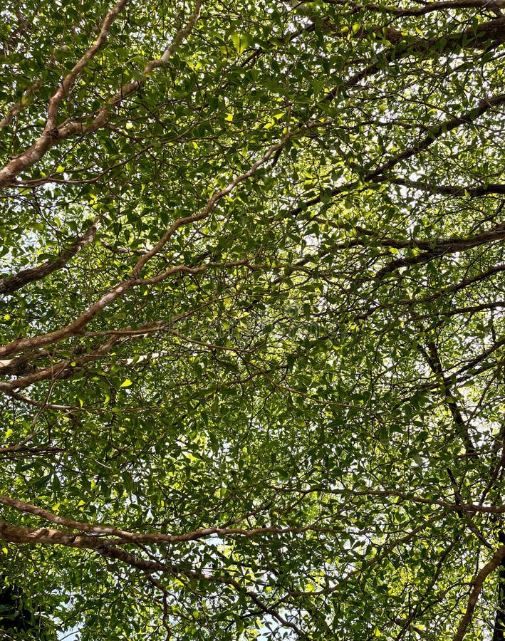 Potrait of a Tree Branches and Green Leaf Stock Photo - Image of garden ...