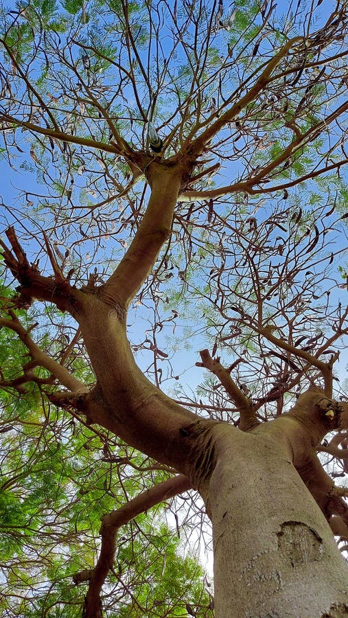 Potrait of a Tree Branches and Green Leaf Stock Photo - Image of garden ...