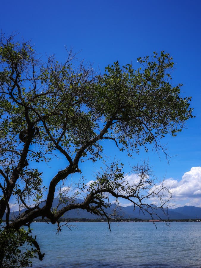 Potrait of a Tree Branches and Green Leaf Stock Photo - Image of garden ...
