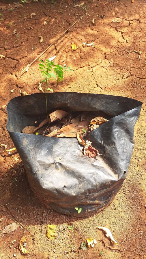 Potrait of a Tree Branches and Green Leaf Stock Photo - Image of garden ...