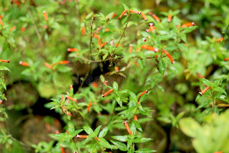 Small Tiny Flower and Leaf Plant Stock Image - Image of environment ...