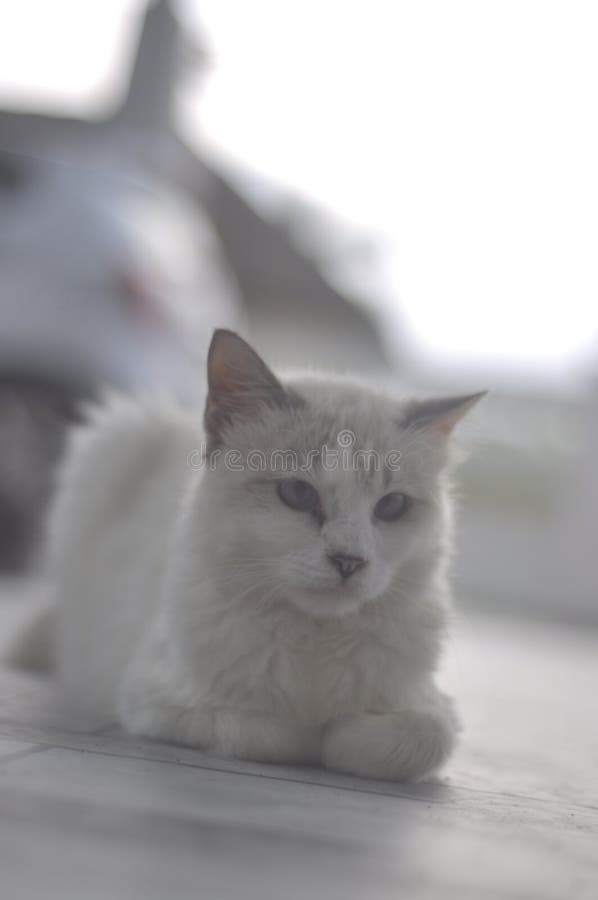 A Potrait of a White Cat Looking Away from the Camera Stock Photo ...