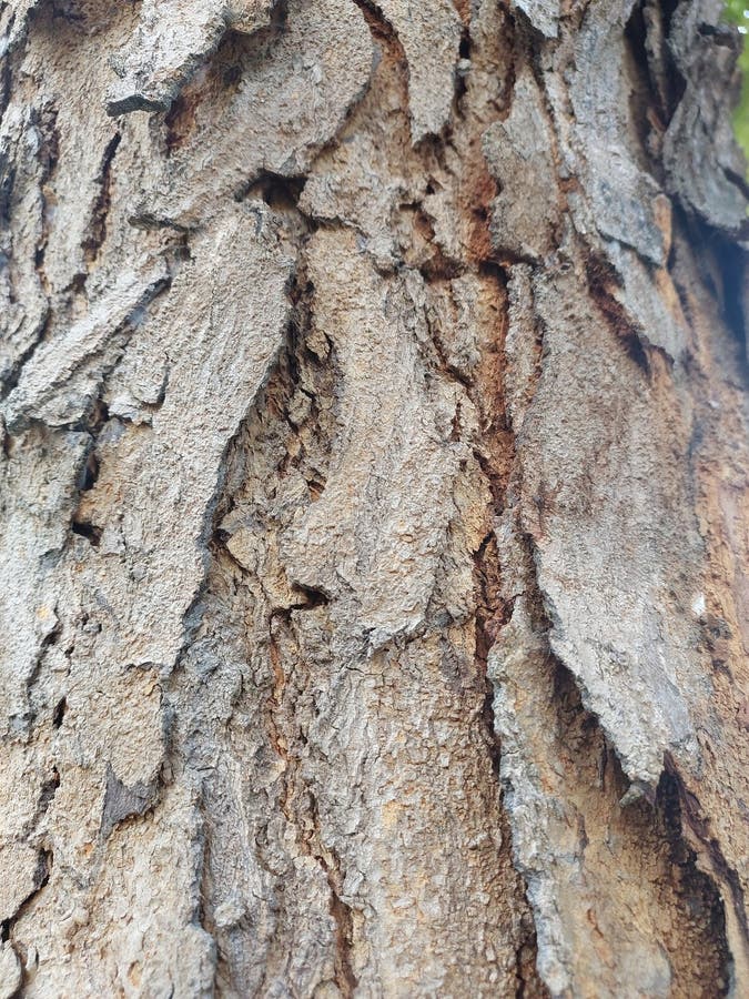 Potraits of Dry Wood Texture Stock Image - Image of tree, wood: 311250967