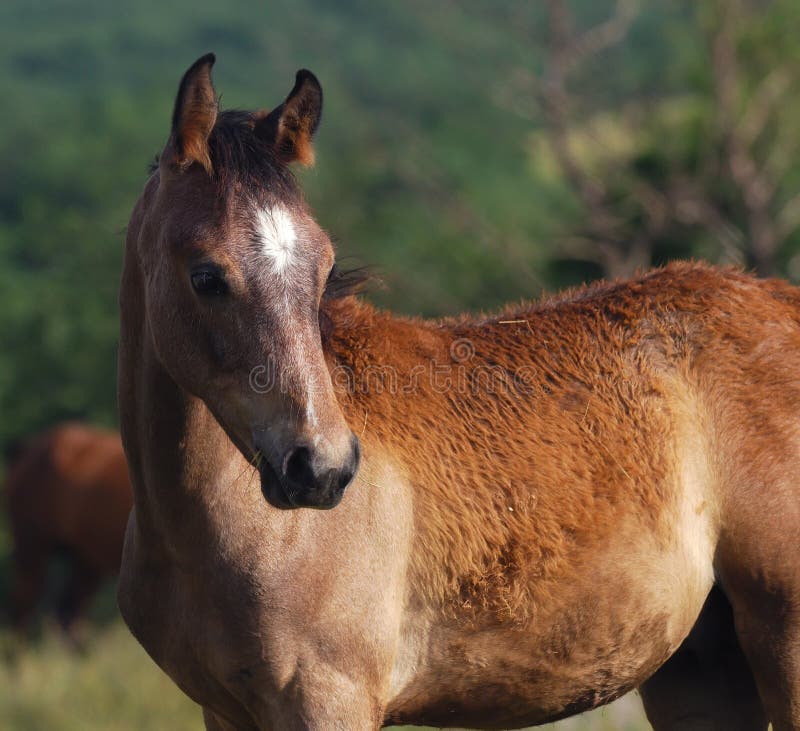 El Potro árabe Muestra La Lengua Nieve Del Invierno Foto de archivo ...