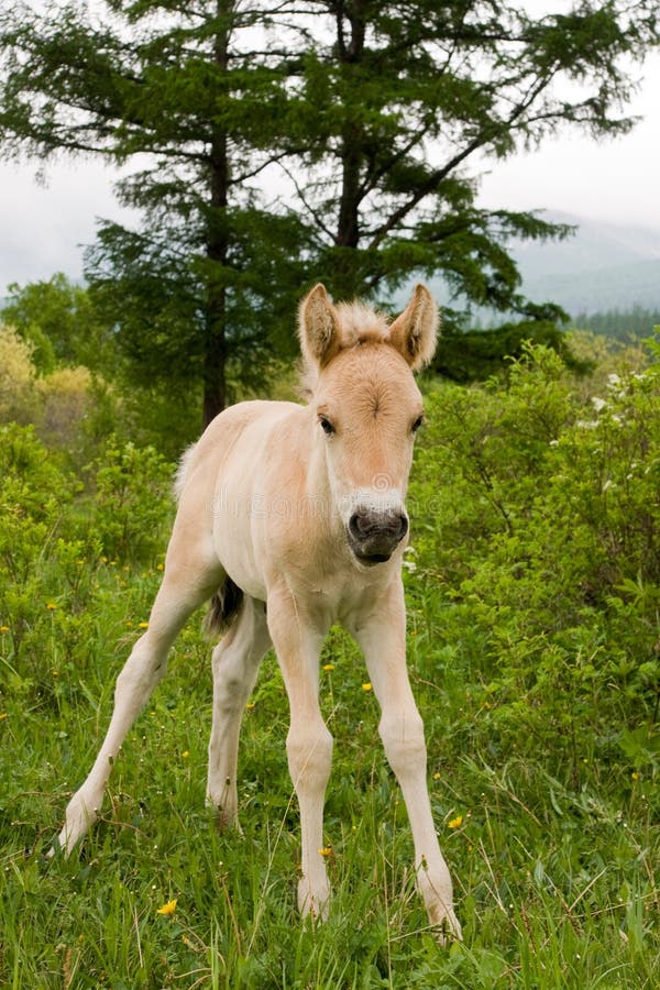 Potro salvaje imagen de archivo. Imagen de paseo, equino - 913397