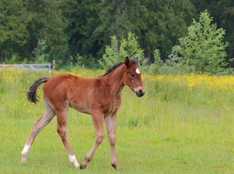 Potro imagem de stock. Imagem de potro, égua, vaqueiro - 171841