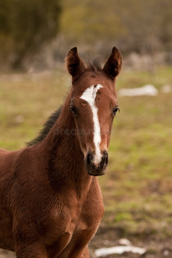 Potro foto de stock. Imagem de jovem, bonito, cavalo - 18794978