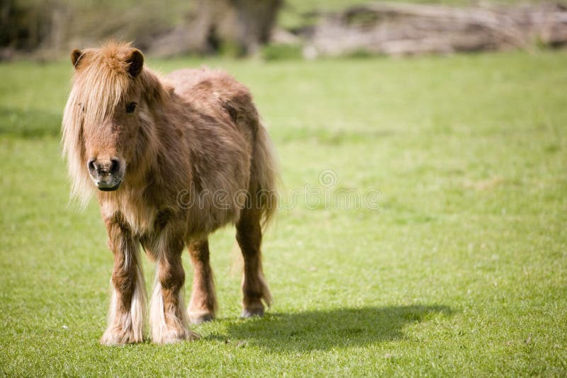 Potro foto de archivo. Imagen de animal, cara, afuera - 2331968