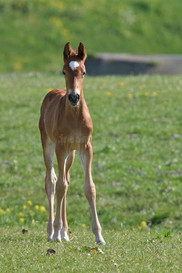 Potro foto de stock. Imagem de animal, cavalo, fazenda - 2356516