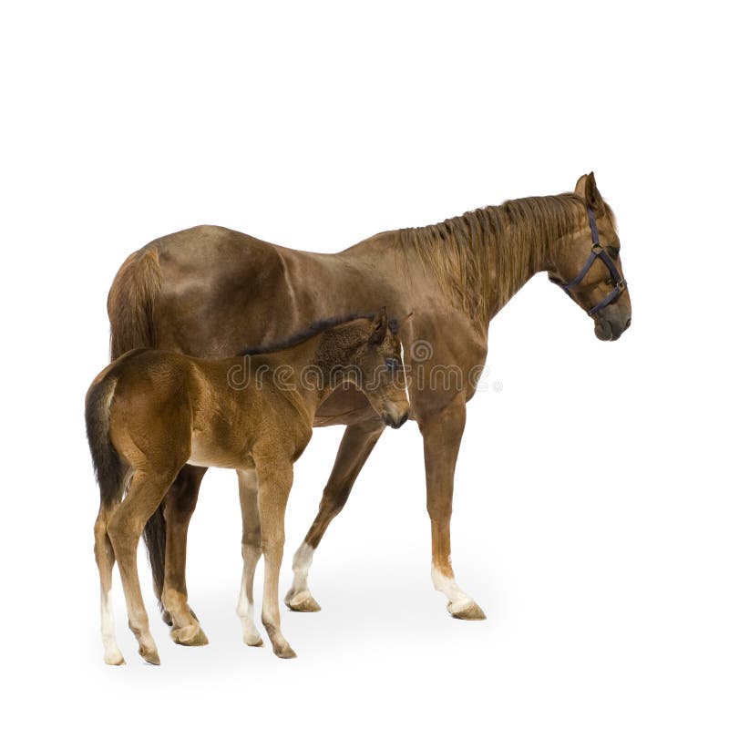 Potro foto de archivo. Imagen de melena, ganado, estudio - 2525066