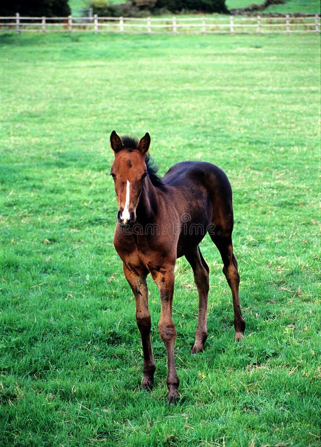 Potro. imagen de archivo. Imagen de caballo, potro, mascota - 270147