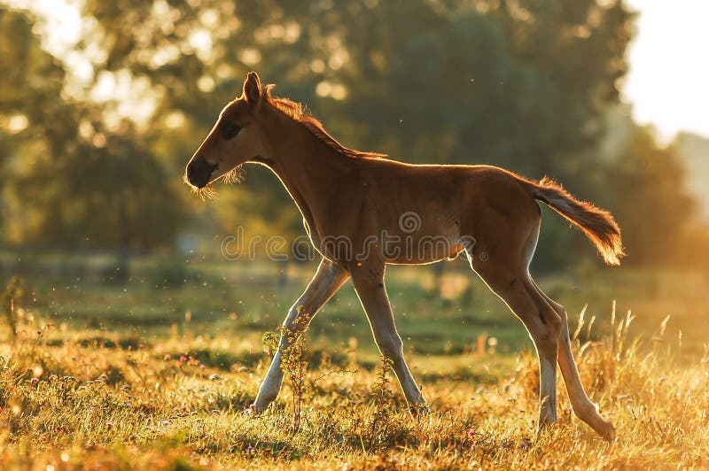 Potro imagem de stock. Imagem de bebê, potro, bonito - 39476717