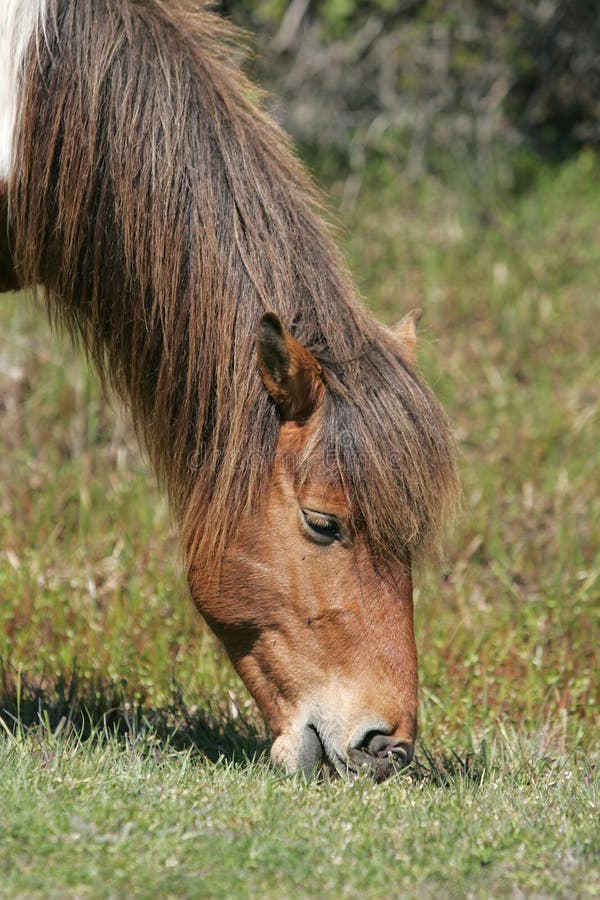Potro 4 imagen de archivo. Imagen de potro, animal, salvaje - 14938143