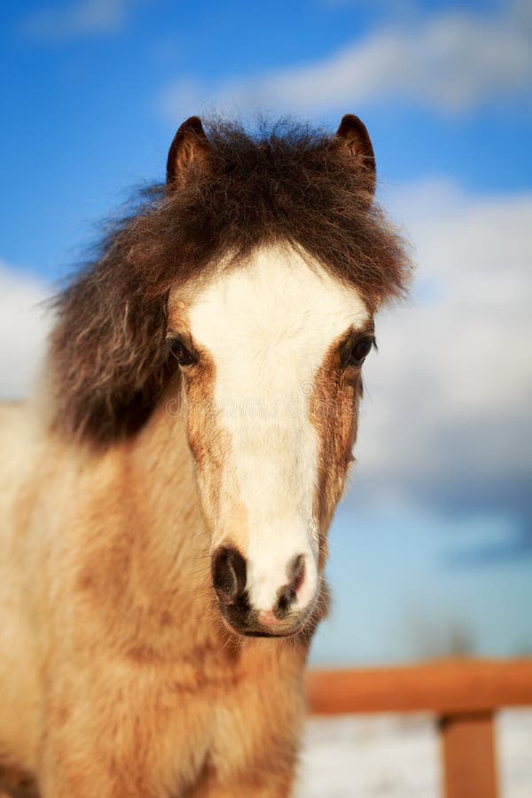 Potro foto de archivo. Imagen de animal, nieve, campo - 51324954