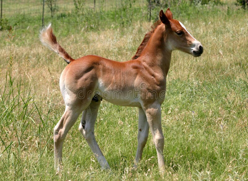 Potra Pintada imagem de stock. Imagem de equino, cara, wildflower - 123979