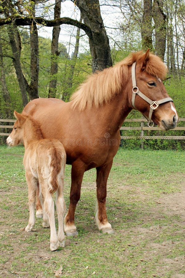 Potro foto de archivo. Imagen de prado, caballo, caballos - 9104858
