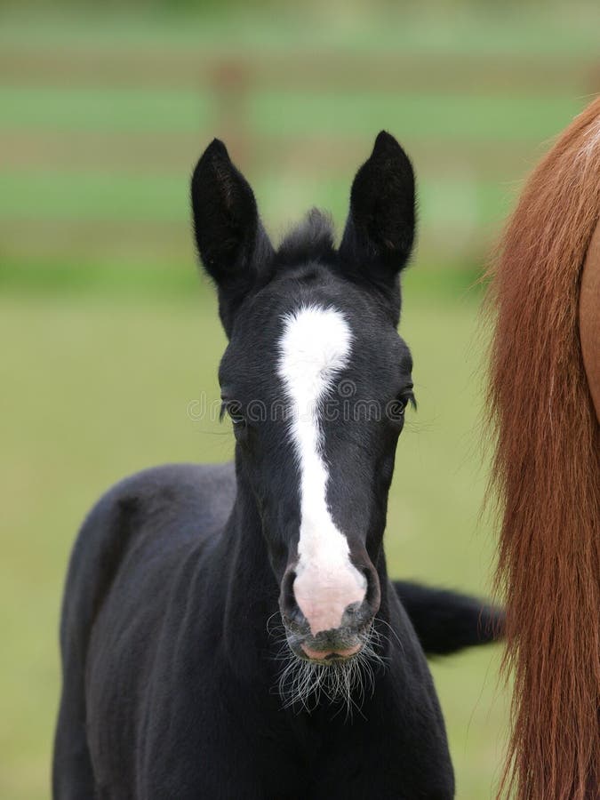 Potro Negro Con La Yegua Blanca, Connemara Foto de archivo - Imagen de ...