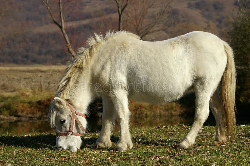 Pony Blanco Y Caballo Negro Corriendo Por La Granja Foto de archivo ...