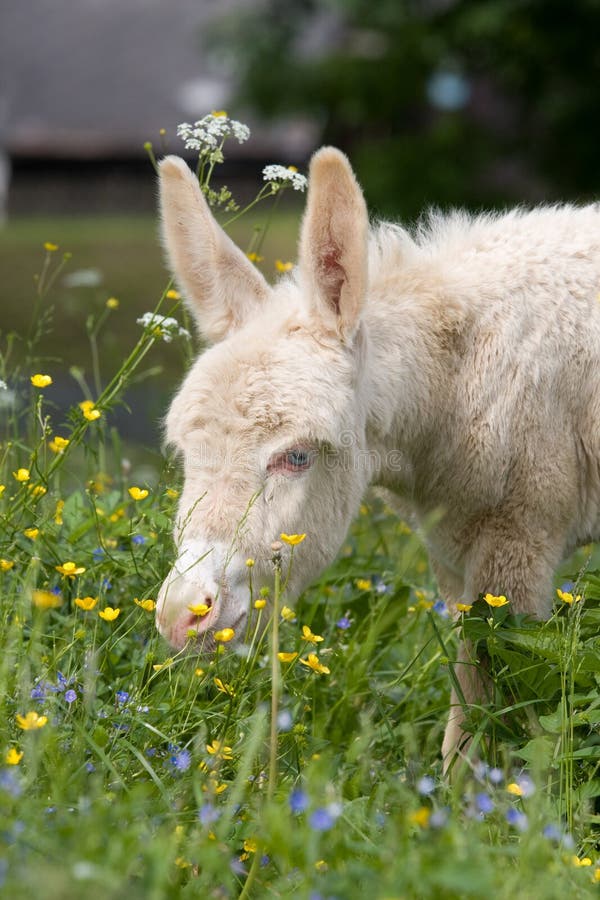 Burro Blanco En Un Prado Hermoso Foto de archivo - Imagen de asoleado ...