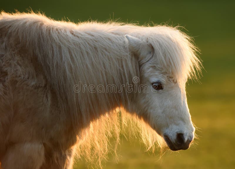 Potro Blanco En Fondo Negro Imagen de archivo - Imagen de levemente ...