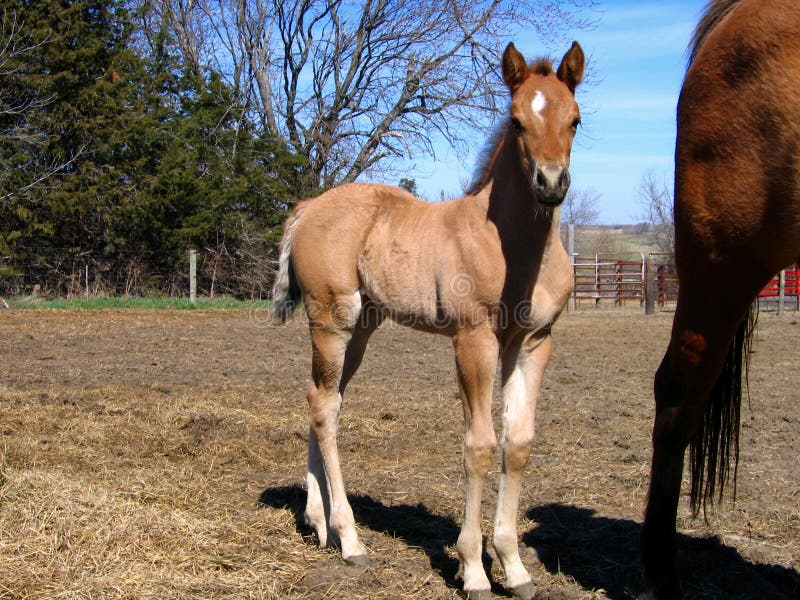 Potro bonito do dun foto de stock. Imagem de rebanho, fazenda - 691134