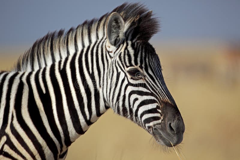 Potro da zebra foto de stock. Imagem de nafta, comum - 11879900