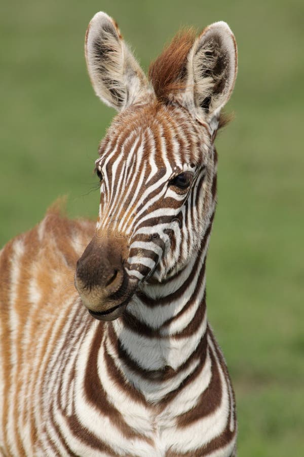 Potro Da Zebra Que Alimenta No Selvagem Foto de Stock - Imagem de cara ...