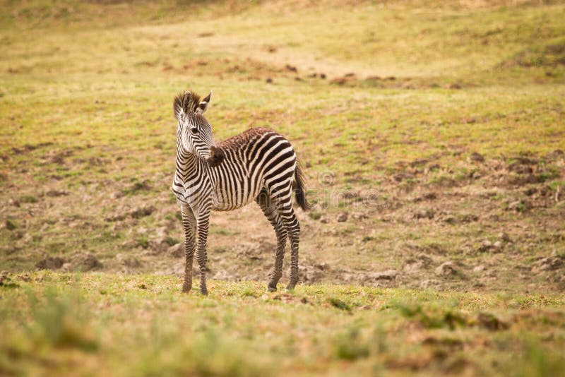 Potro Da Zebra Que Alimenta No Selvagem Foto de Stock - Imagem de cara ...