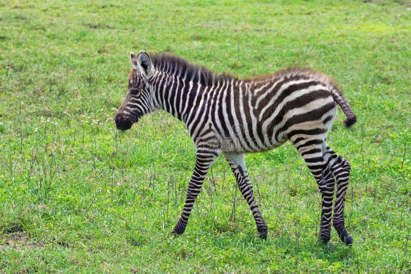 Fêmea Do Bushbuck, Okavango Foto de Stock - Imagem de savana, delta ...
