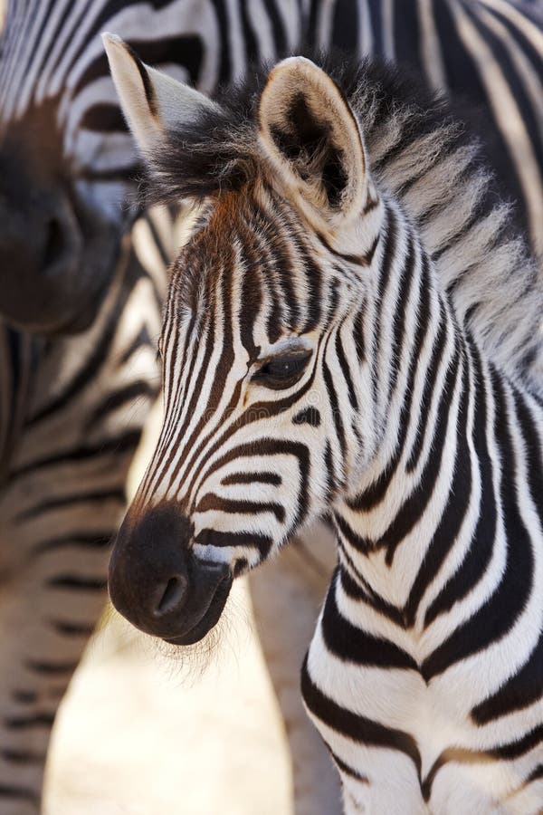 Potro Da Zebra De Burchells Com Matriz Imagem de Stock - Imagem de ...