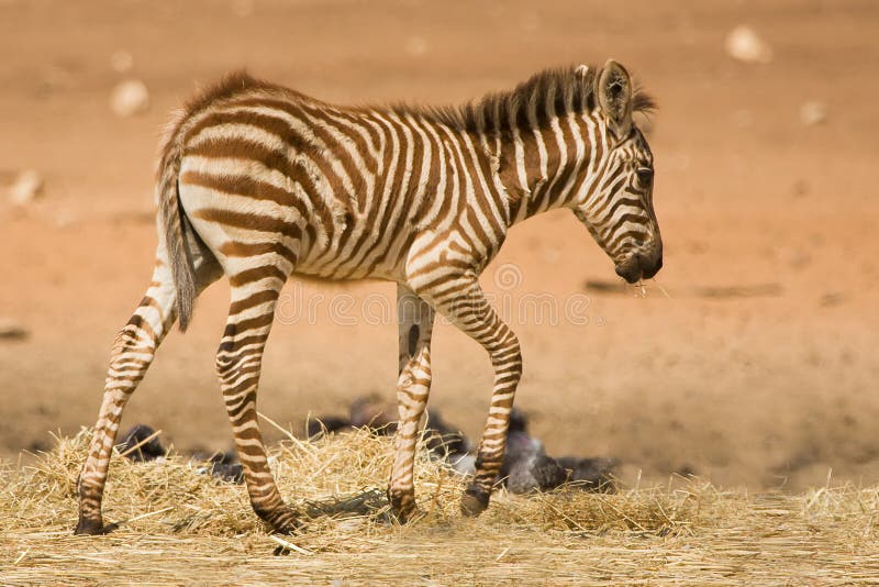 Zebra com comer do potro foto de stock. Imagem de preto - 10929114