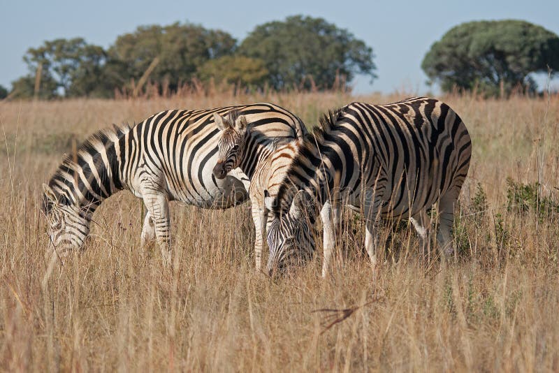 POTRO DA ZEBRA ENTRE ADULTOS Foto de Stock - Imagem de fundo, exterior ...