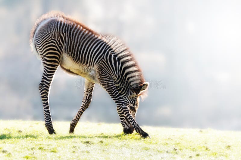 Potro Da Zebra Na Luz Solar Do Amanhecer Imagem de Stock - Imagem de ...